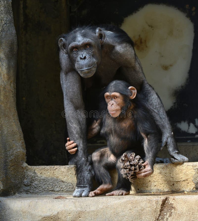 CHIMPANZEE and CHILD stock photo. Image of africa, white - 52112470