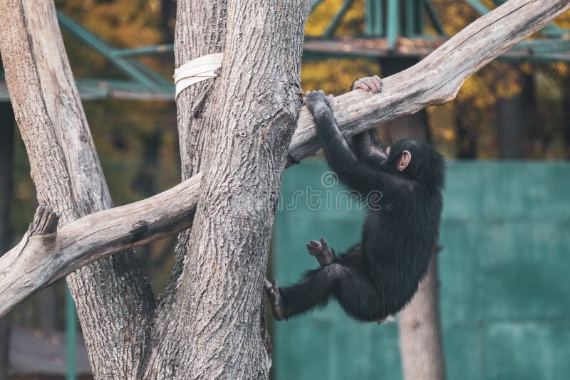 194 Chimpanzee Hanging Tree Stock Photos - Free & Royalty-Free Stock ...