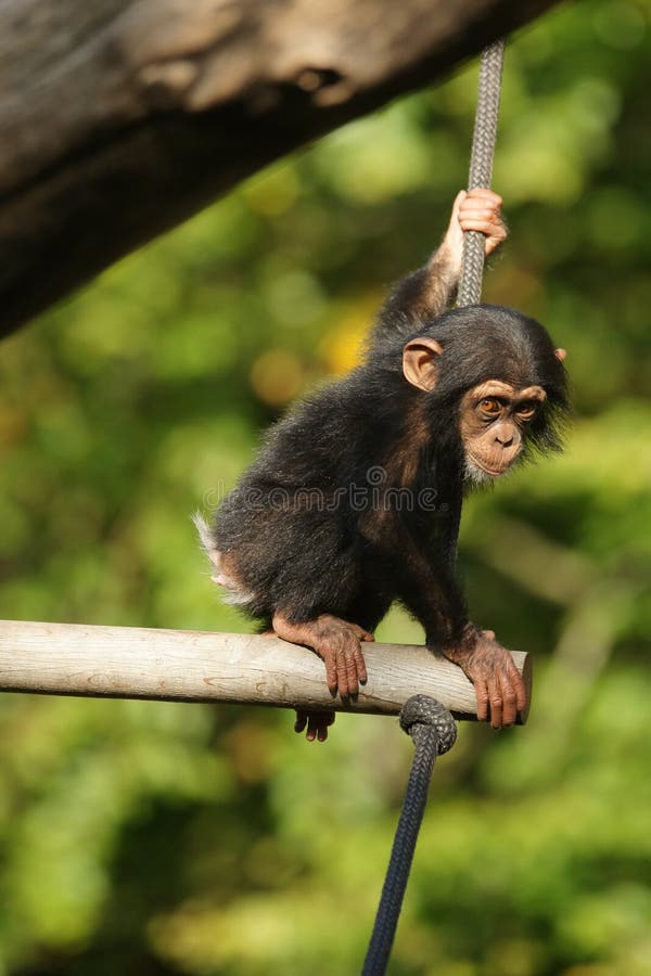 Chimpanzee child sitting stock photo. Image of green, baby - 6946366