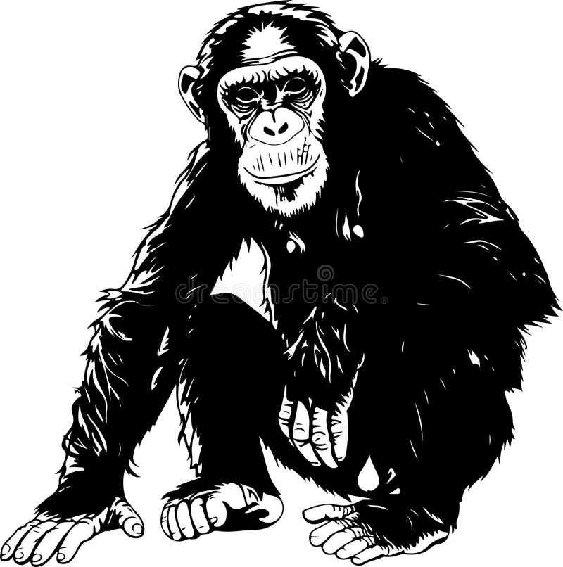 Chimpanzee Chimp Animal Vector Stock Vector - Illustration of tail ...