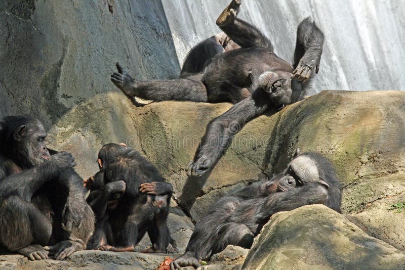 Chimpanzee stock photo. Image of holding, hold, brown - 51217486