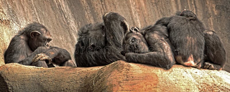 Group Of Chimpanzee Sitting Together Stock Image - Image of branch ...