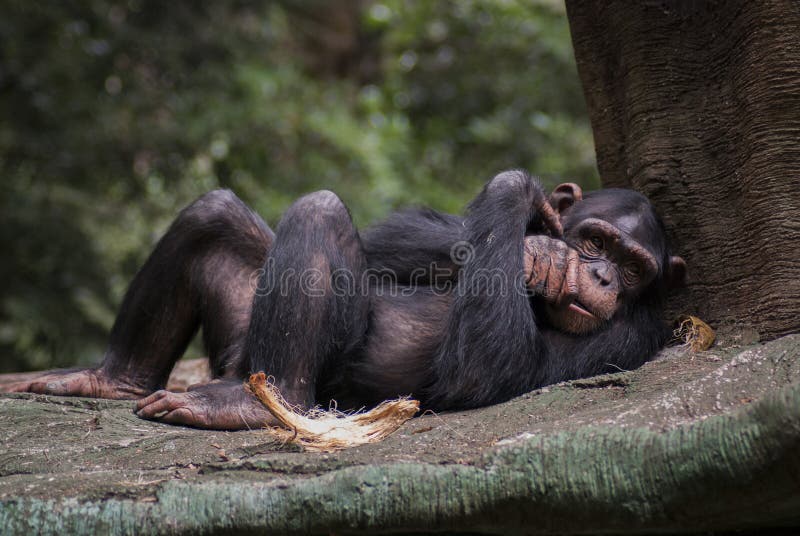 A Chimpanzee or Chimp is Lying on the Back and Relaxing Stock Image ...