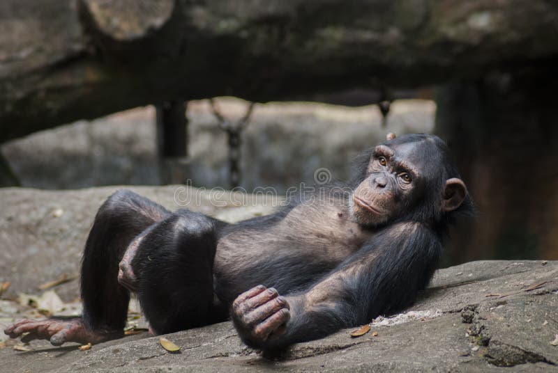 A Chimpanzee or Chimp is Lying on the Back and Relaxing Stock Photo ...