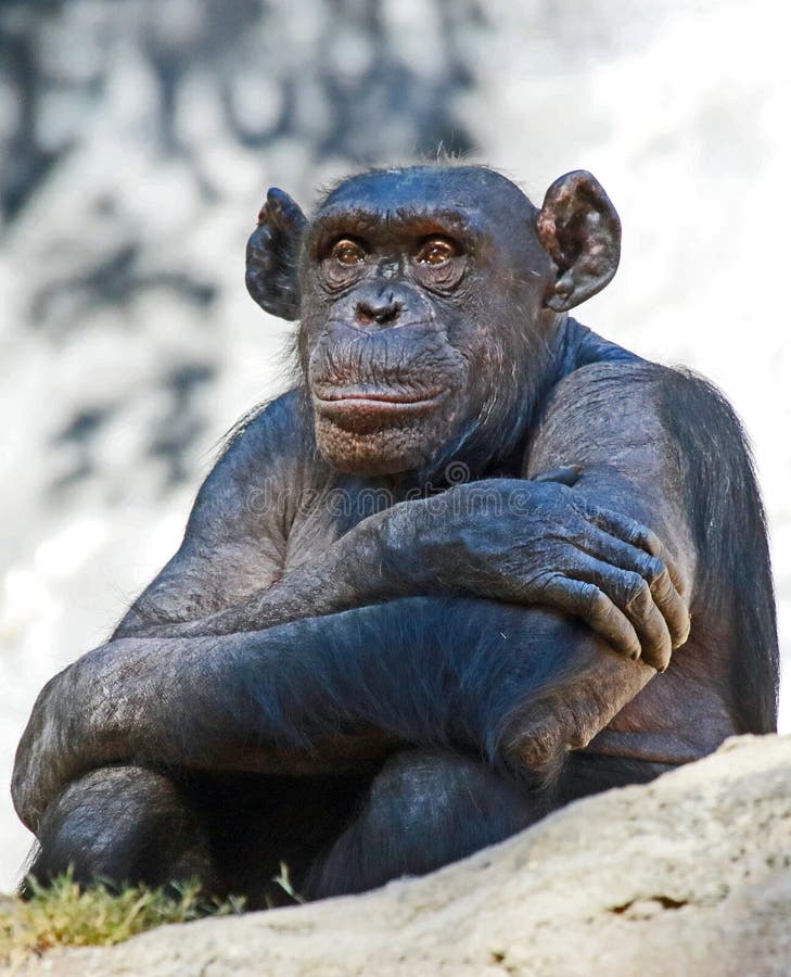 Chimpanzee stock photo. Image of animal, humorous, expression - 67232632