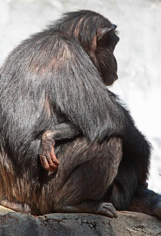 Chimpanzee stock image. Image of laziness, bonding, infant - 48922737