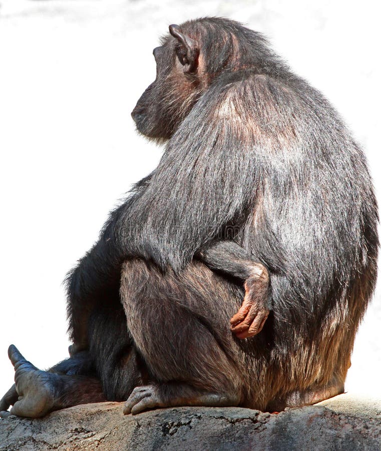 Lazy Chimp Stock Photos - Download 176 Royalty Free Photos