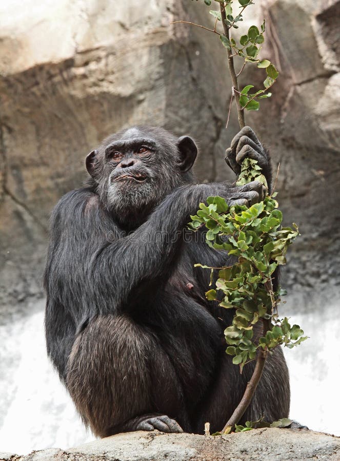 Chimp on a rock stock photo. Image of wait, rest, chimpanzee - 36079544