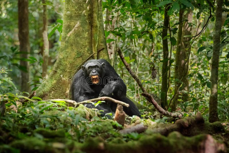 Screaming Wild Chimpanzee Or Chimp Stock Image - Image of scream ...