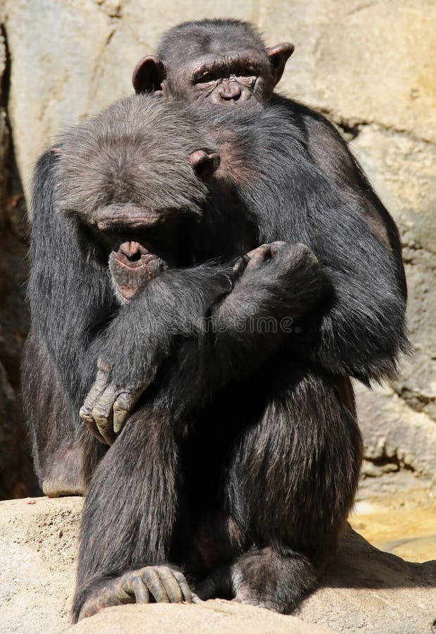 174 Chimpanzee Sitting Back Stock Photos - Free & Royalty-Free Stock ...
