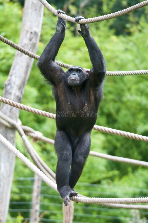 Chimpanzee Climbing on a Rope Stock Photo - Image of mammals ...