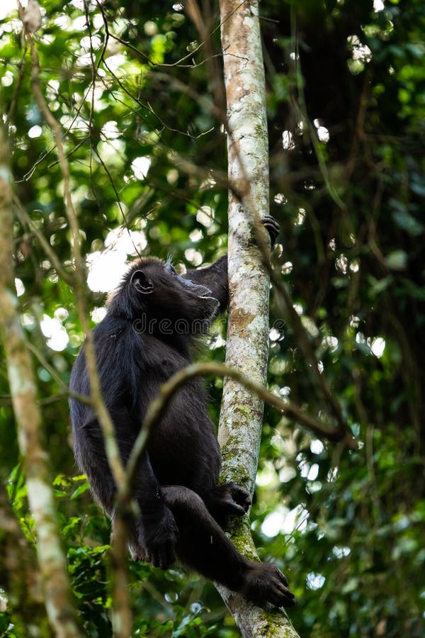 A Chimp is Climbing a Tree in the Kibale Forest Stock Photo - Image of ...