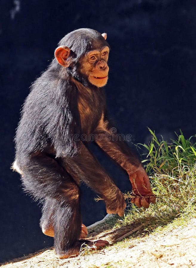 1,536 Baby Chimp Photos - Free & Royalty-Free Stock Photos from Dreamstime