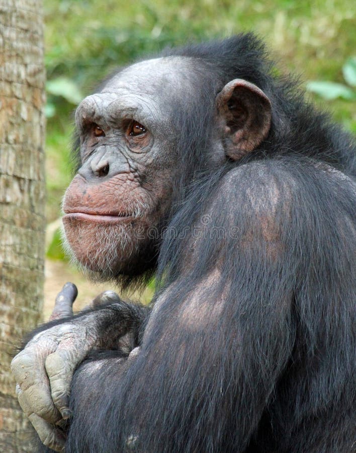 Chimpanzee stock photo. Image of ponder, relaxation, chimpanzee - 30593824