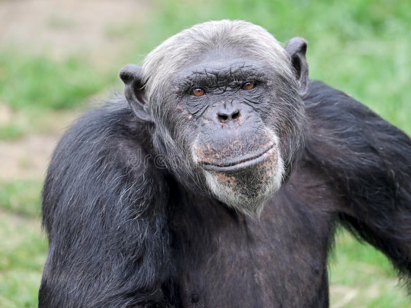 Chimpanzee stock image. Image of chimp, face, close - 123380197