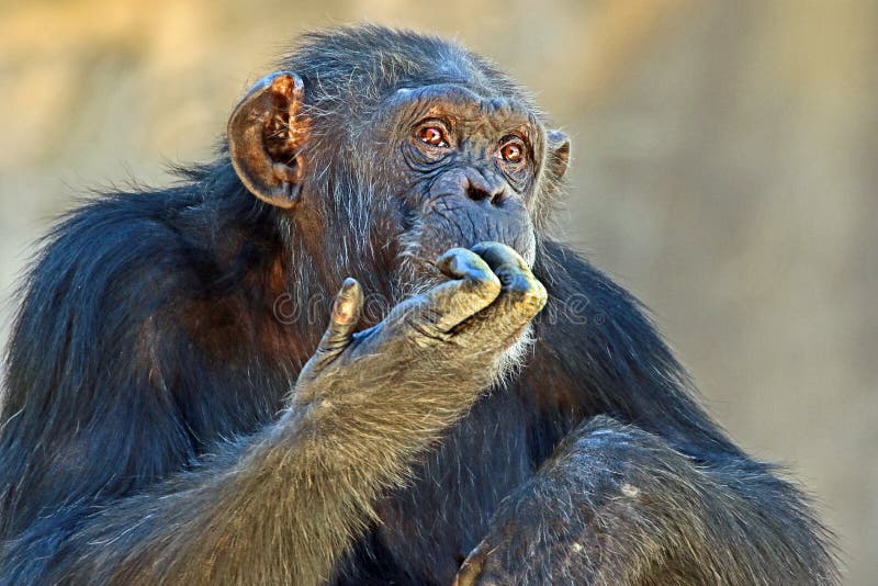 Chimpanzee stock photo. Image of ears, chimp, chimps - 70208386