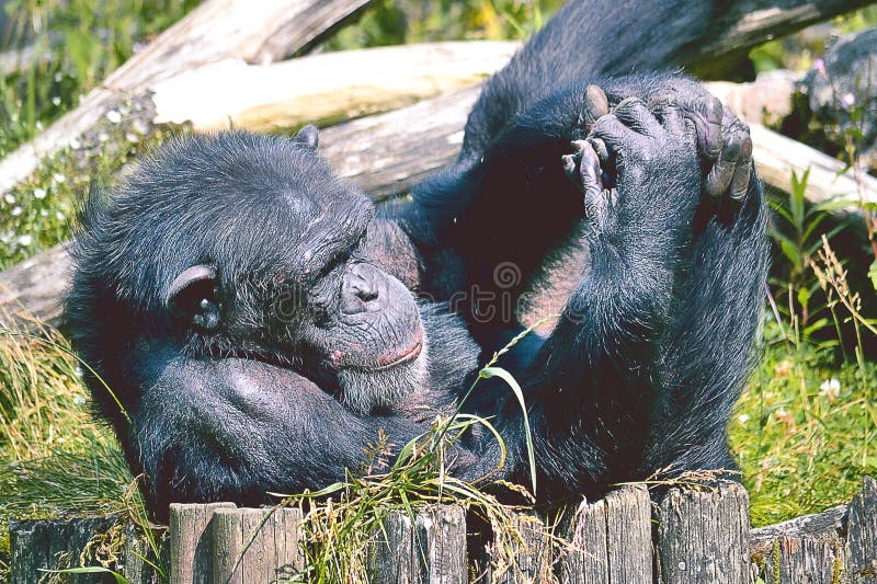Chimpanzee stock image. Image of cute, relaxing, monkey - 58817625