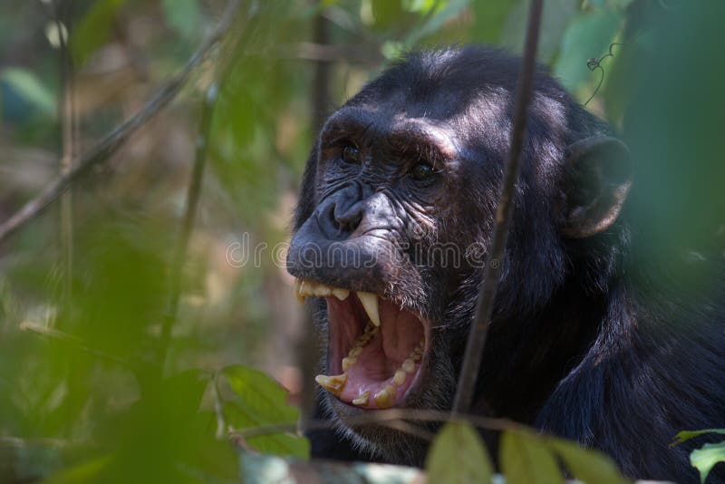 Chimp With Big Teeth Open In His Mouth Stock Photo - Image of teeth ...