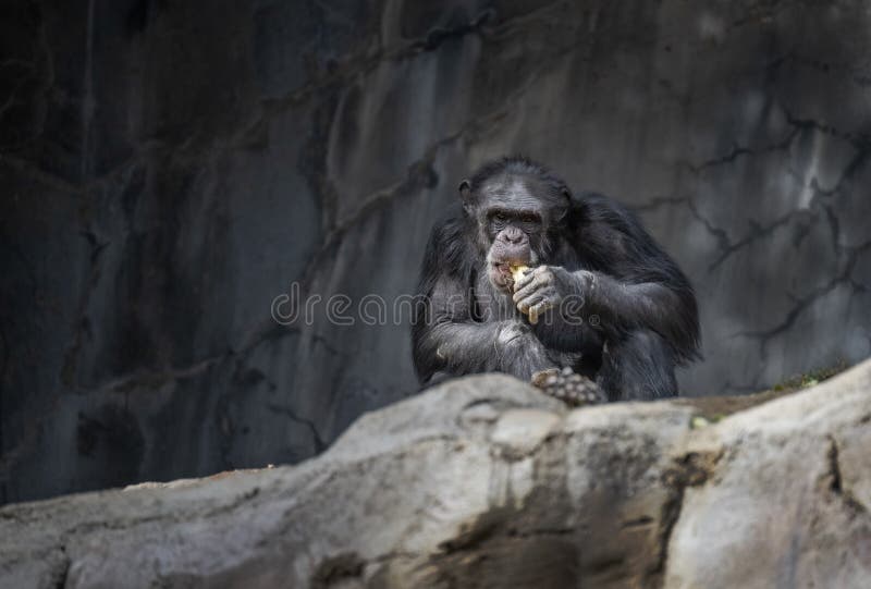 Chimpanzee Eating an Ear of Corn Stock Image - Image of golden ...