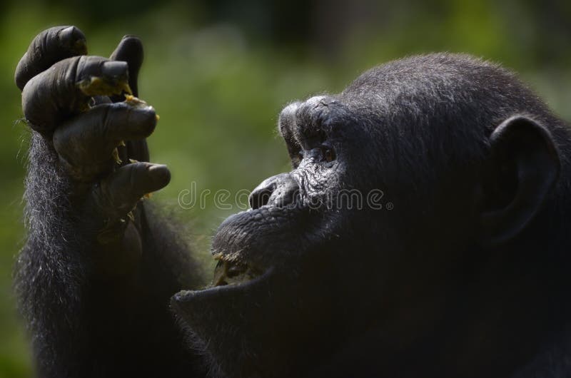 Chimpanzee eating fruit stock image. Image of banana - 28232973
