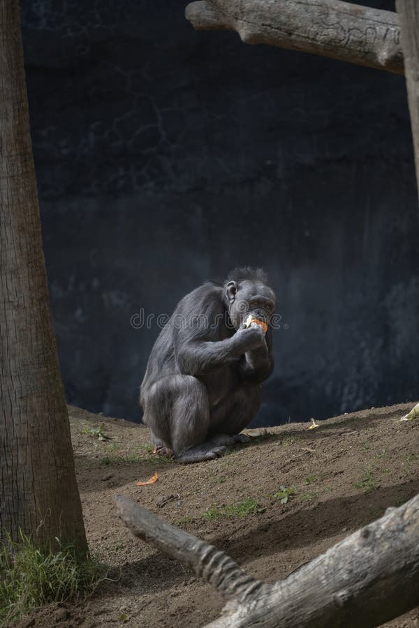 Chimpanzee Eating an Orange Stock Photo - Image of chimp, jungle: 269700868