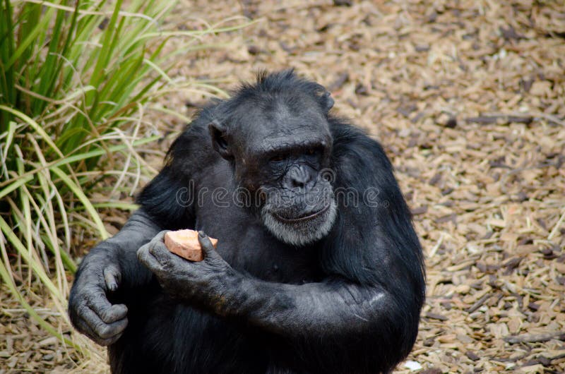 Chimpanzee Eating Sweet Potato Stock Photos - Free & Royalty-Free Stock ...