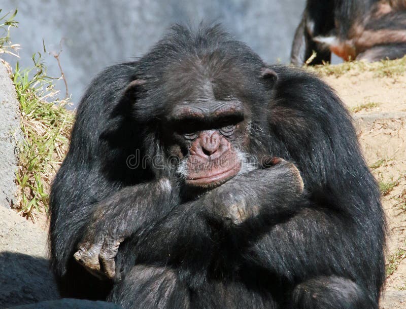Chimpanzee stock photo. Image of expression, female, interacting - 67213938