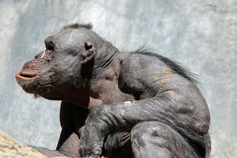 Chimpanzee stock photo. Image of buckskinman, expressive - 70207650