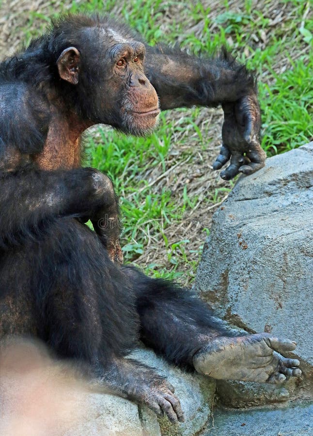 Chimpanzee stock image. Image of feet, chimpanzee, chimp - 70206973