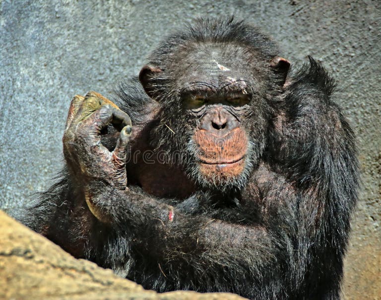 Chimpanzee stock image. Image of hands, look, back, cute - 70207029