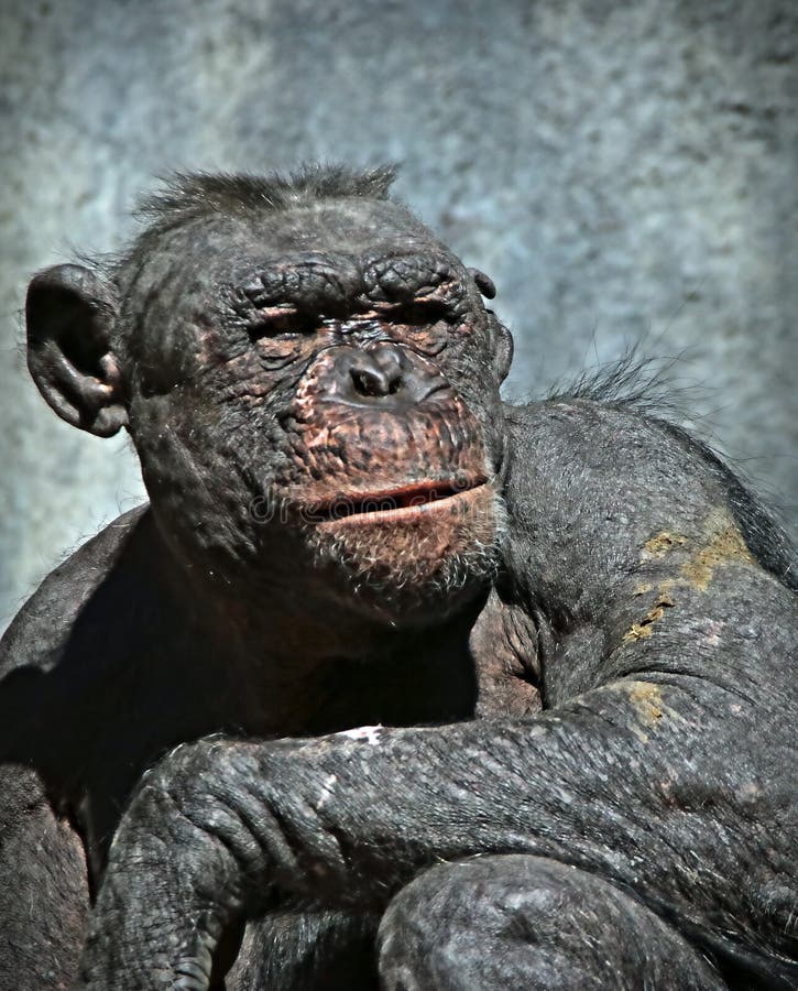 Chimpanzee stock image. Image of feet, comfortable, look - 70207057