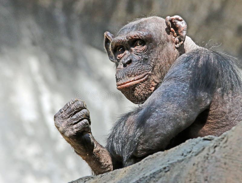 Chimpanzee stock image. Image of limbs, folded, looking - 70207251