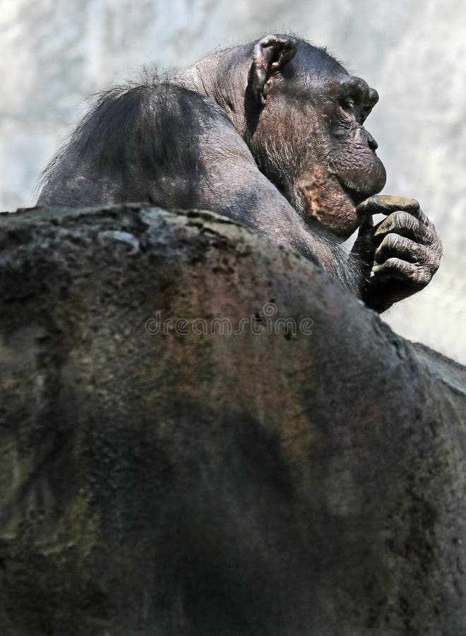 Chimpanzee stock image. Image of furry, brown, arms, hands - 70207781