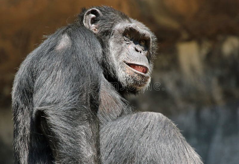 Chimpanzee stock photo. Image of expression, elderly - 70206918