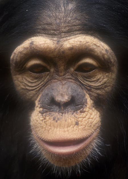 Chimpanzee Face Close Up-grain Stock Image - Image of smile, primate ...