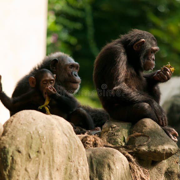 2,577 Chimpanzee Family Stock Photos - Free & Royalty-Free Stock Photos ...