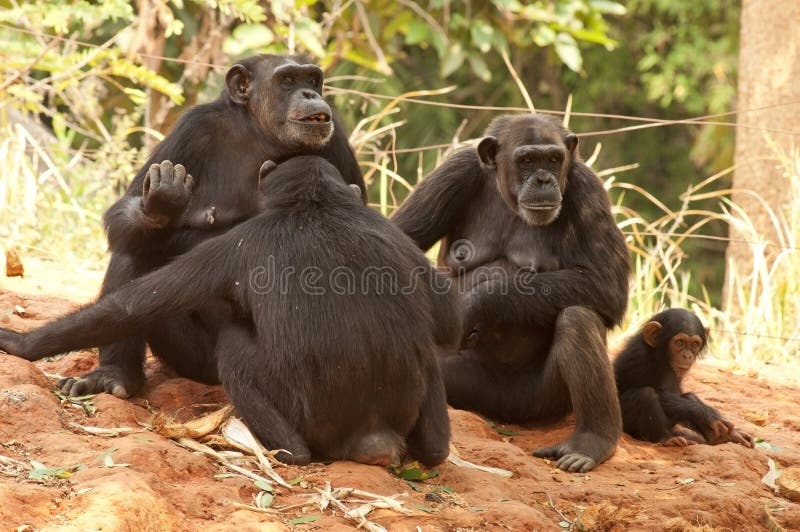 Chimpanzee Family stock image. Image of love, jungle - 19856059