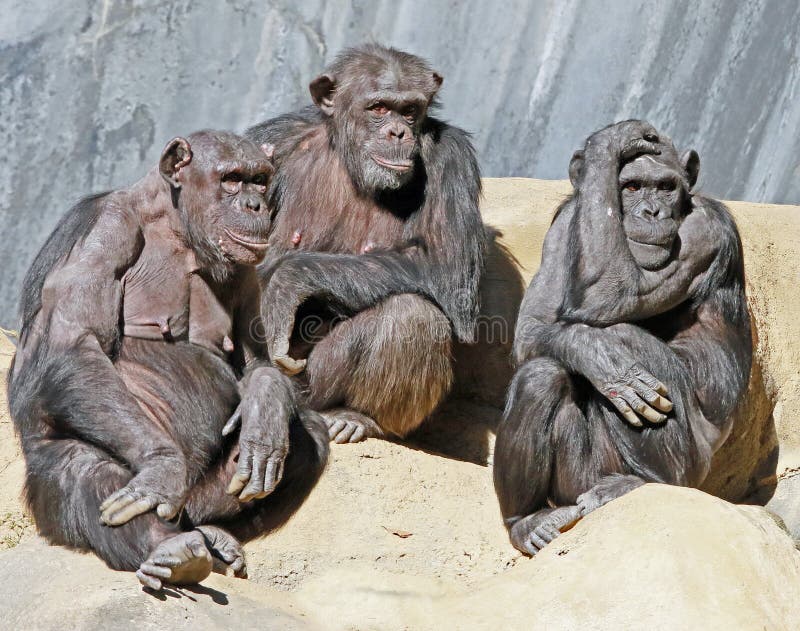 Chimpanzee stock image. Image of chimp, buckskinman, alone - 67214751