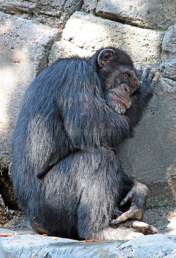 701 Female Chimp Photos - Free & Royalty-Free Stock Photos from Dreamstime