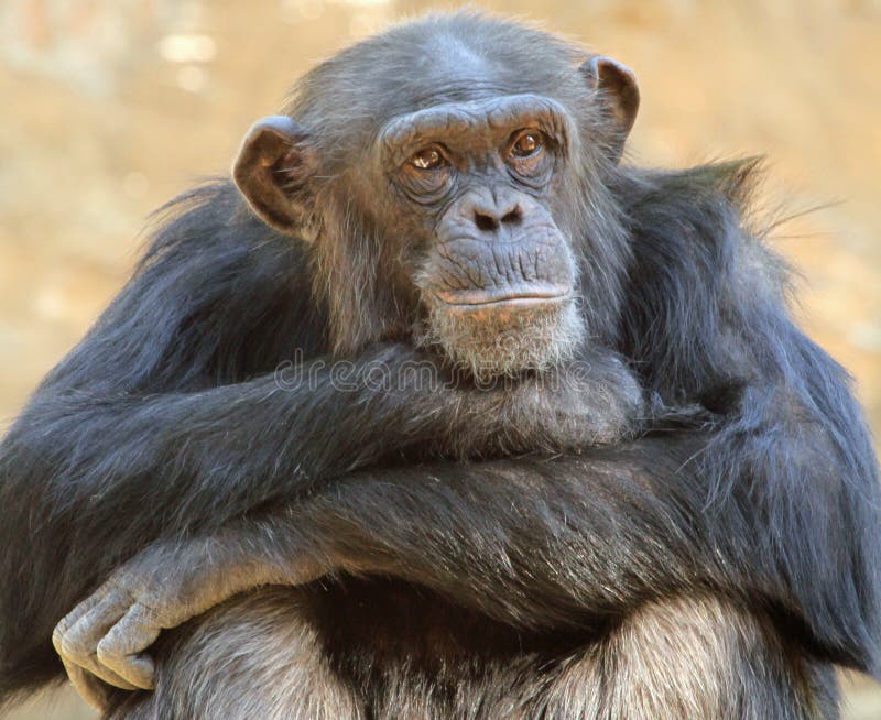 701 Female Chimp Photos - Free & Royalty-Free Stock Photos from Dreamstime