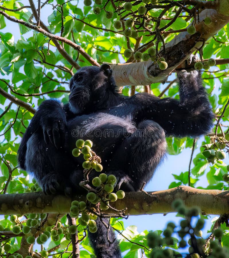Chimpanzee on a Tree at the African Rainforest Stock Photo - Image of ...