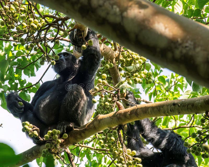 Chimpanzee on a Tree at the African Rainforest Stock Photo - Image of ...