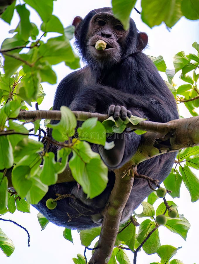 Chimpanzee on a Tree at the African Rainforest Stock Image - Image of ...