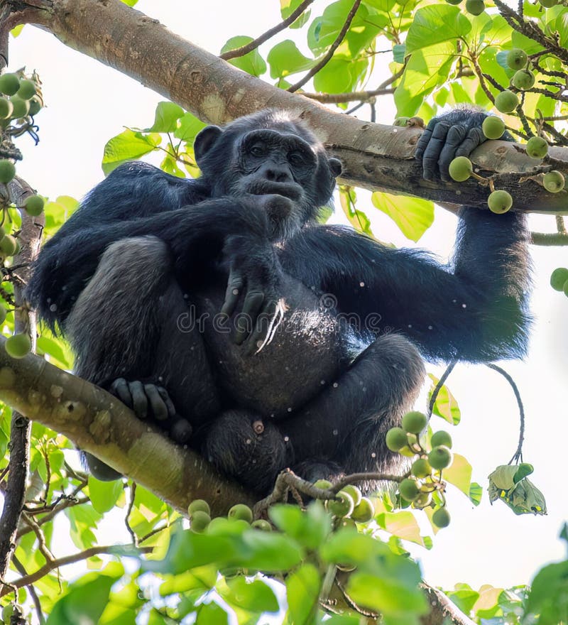 Chimpanzee on a Tree at the African Rainforest Stock Image - Image of ...
