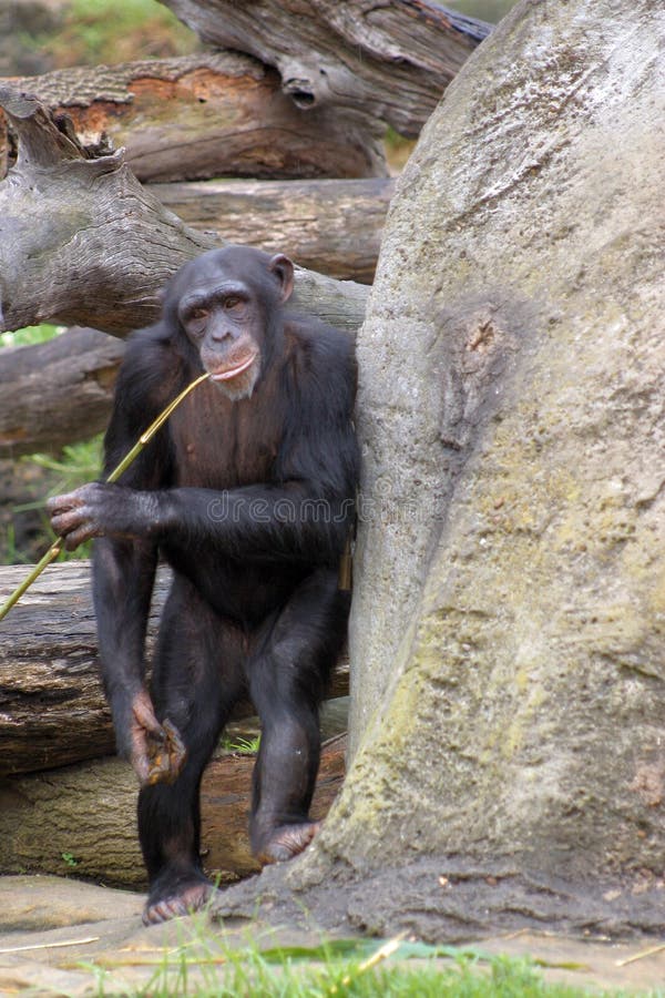 Chimpanzee Fishing for Food Stock Photo - Image of munching, standing ...