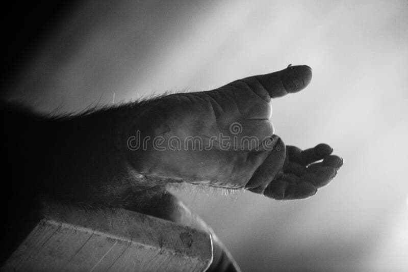 Chimpanzee Foot stock photo. Image of knuckle, chimp, black - 4460310