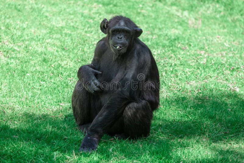 Chimpanzee on the grass stock image. Image of facial - 245842041