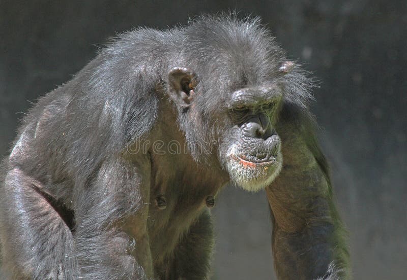 Chimpanzee stock image. Image of furry, gray, brown, mammal - 39646273