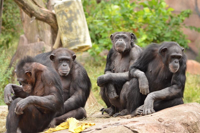 Chimpanzee group stock photo. Image of looking, associates - 21467764