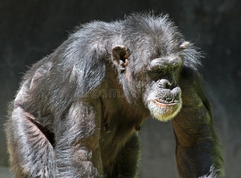 Chimp Walking stock photo. Image of walks, habitat, chimpanzees - 27430132